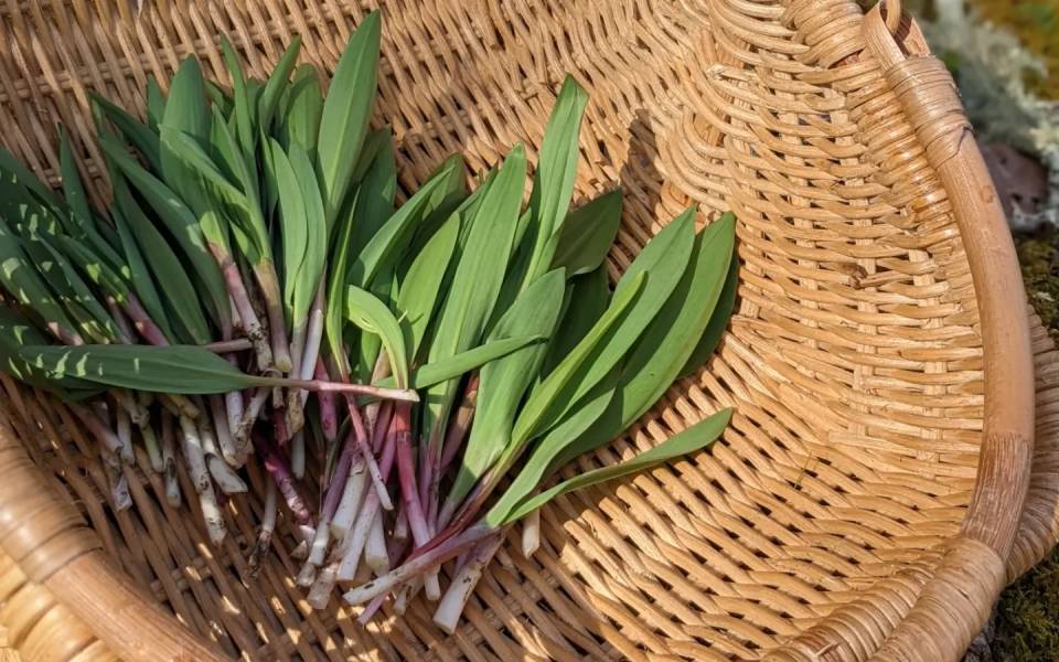 Tastemakers | Chef Nico Albert of Burning Cedar Sovereign Wellness ...