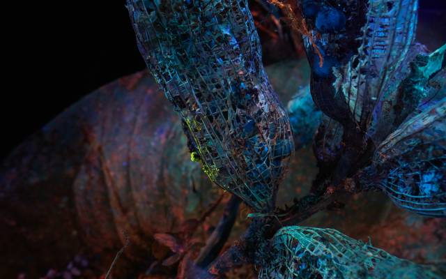 Enduring Amazon: Richard Mosse | The Momentary