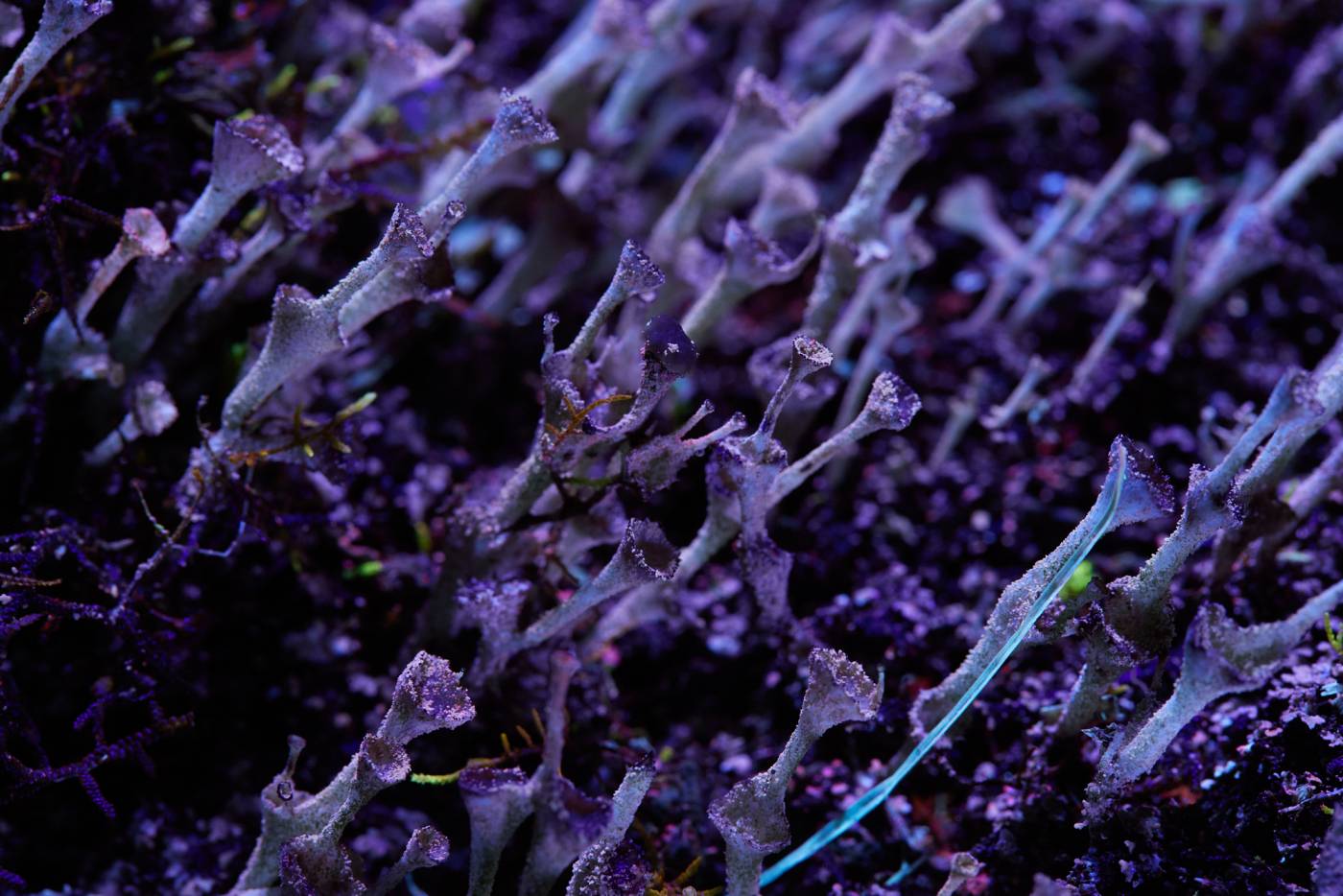 Bearing Witness: Imaging the Ineffable in Richard Mosse’s Broken Spectre | The Momentary