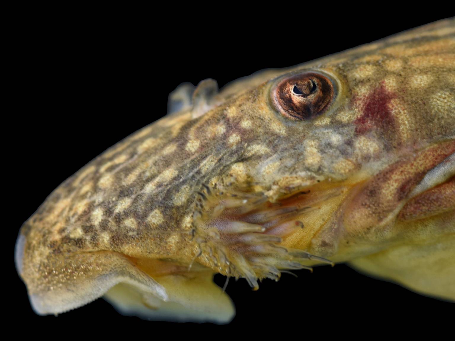 FAQ: The Fishes in Lonely Loricariidae | The Momentary