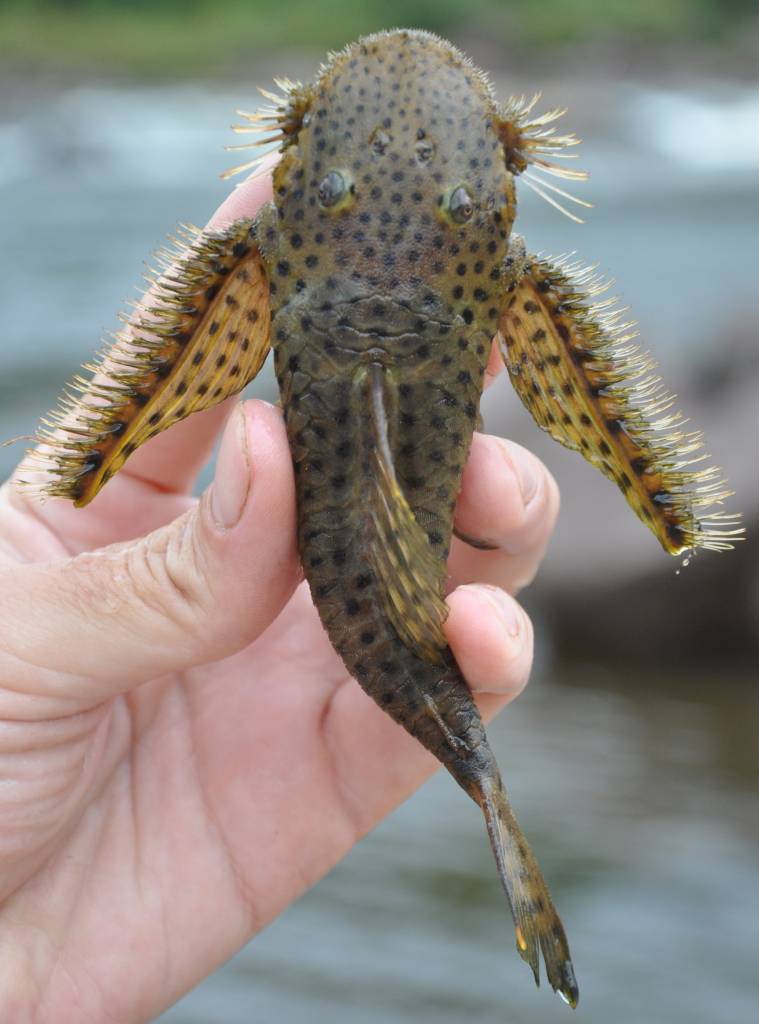 FAQ: The Fishes in Lonely Loricariidae | The Momentary